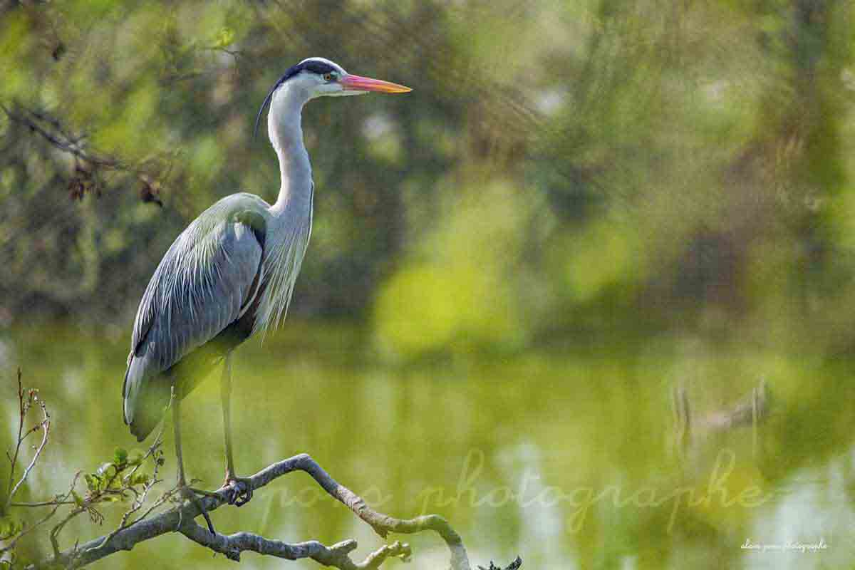 Héron cendré, oiseau placide, dans les Dombes, Ain